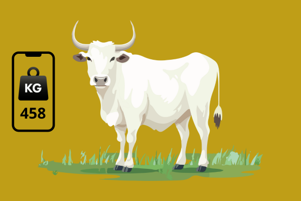 Applications for Weighing Livestock and Animals - Daily Portal